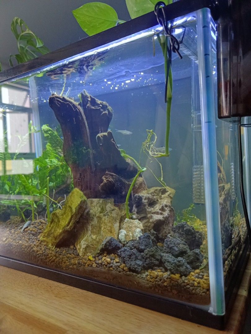 36cm Tank |Crystal Clear | Light weight w Rim, Pet Supplies, Homes ...