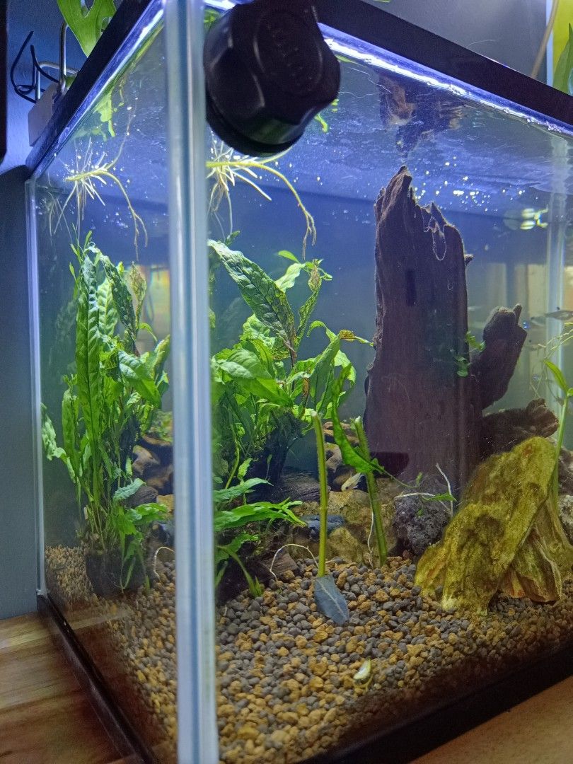 36cm Tank |Crystal Clear | Light weight w Rim, Pet Supplies, Homes ...