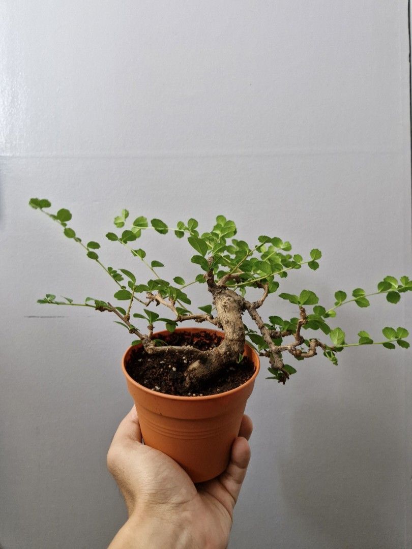 Carmona Retusa/ Fukien Hokkien Tea/ Ehretia Microphylla plant/tree ...