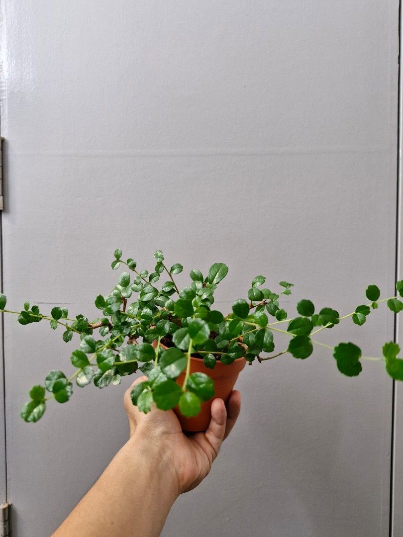 Carmona Retusa/ Fukien Hokkien Tea/ Ehretia Microphylla plant/tree ...