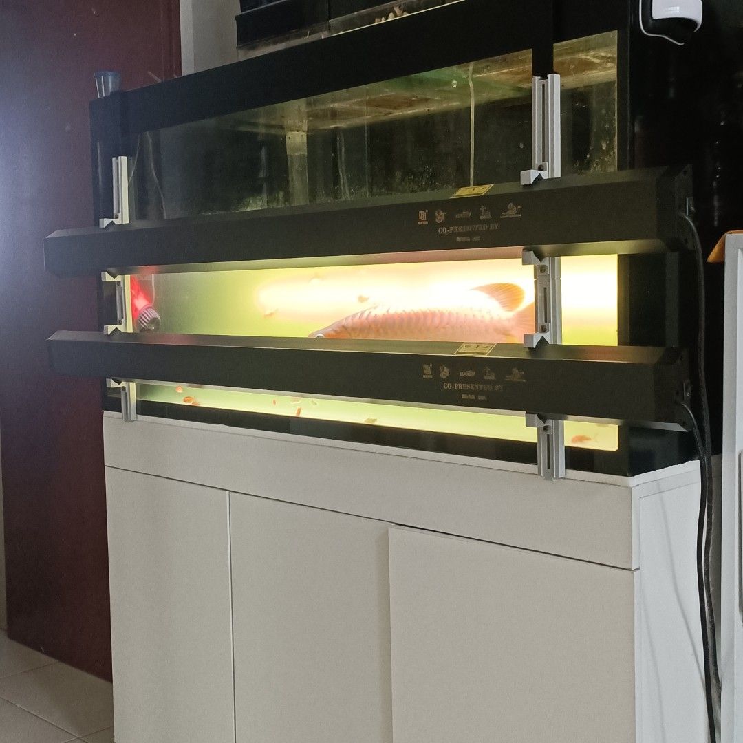 MAYIN ATOMIC 5FT Arowana Tanning Light, Sports Equipment, Fishing on ...