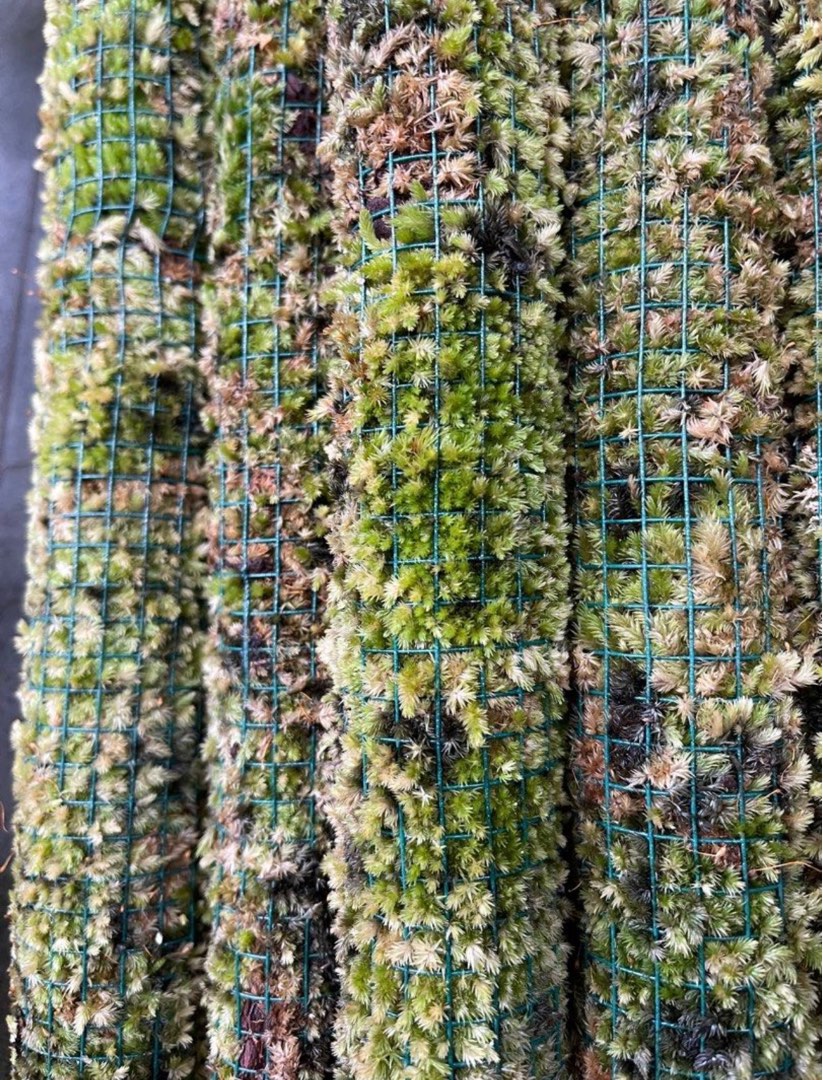 Moss Pole (Living Forest Moss), Furniture & Home Living, Gardening ...