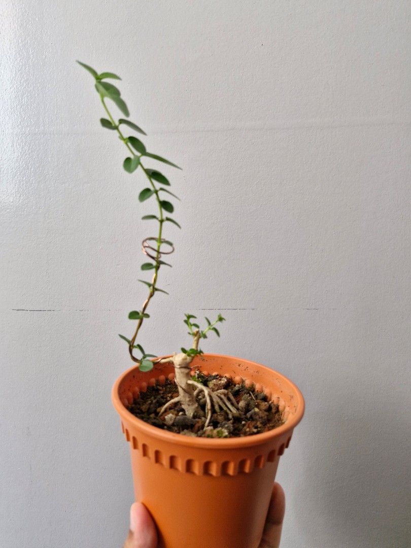 Premna plant/tree/bonsai, Furniture & Home Living, Gardening, Plants ...