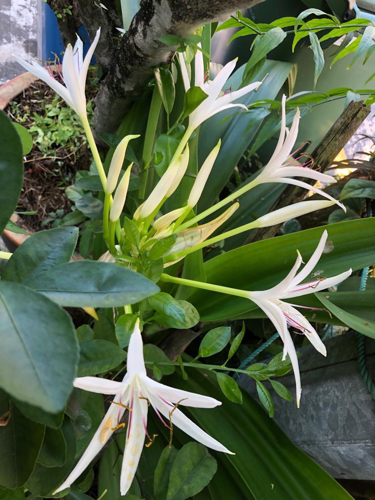 River Lily, swamp lily, Furniture & Home Living, Gardening, Plants ...