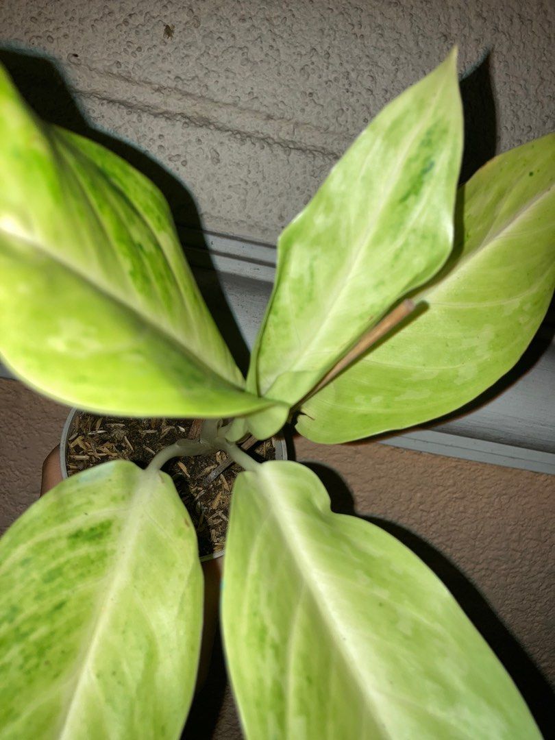 Sundrop Aglaonema in a Pot, Furniture & Home Living, Gardening, Plants ...