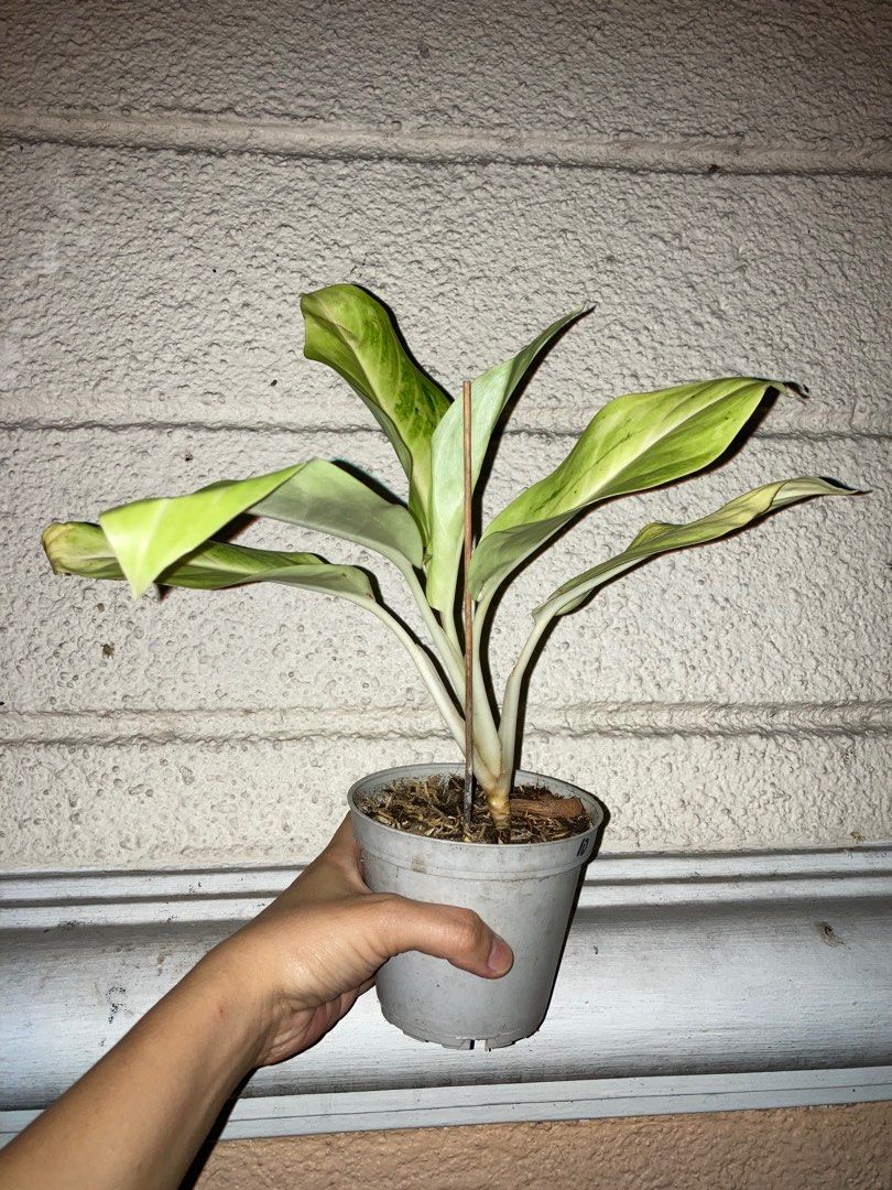 Sundrop Aglaonema in a Pot, Furniture & Home Living, Gardening, Plants ...