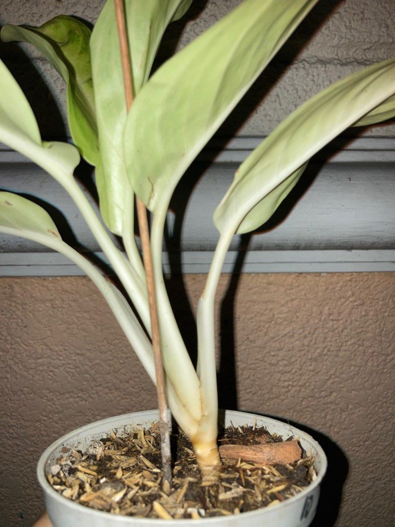 Sundrop Aglaonema in a Pot, Furniture & Home Living, Gardening, Plants ...