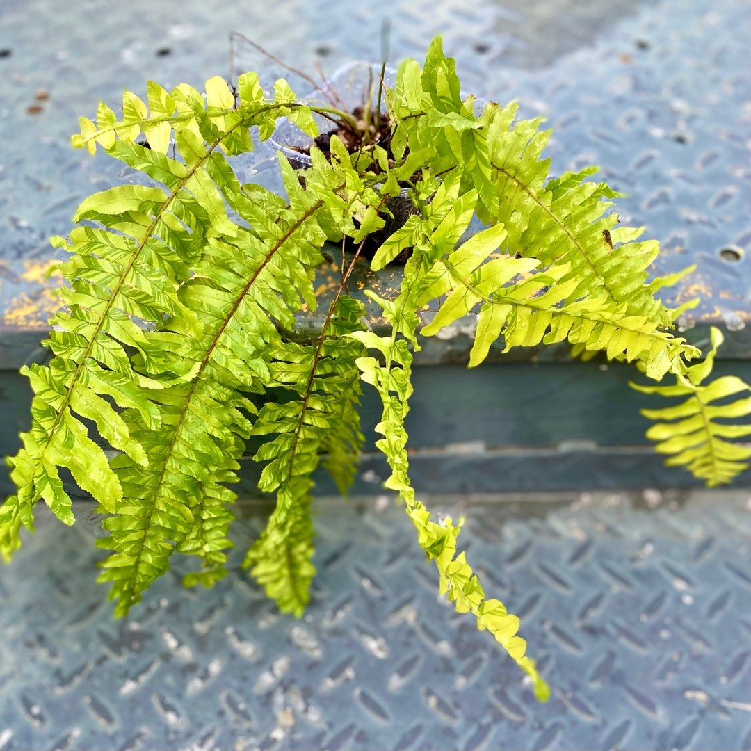 Variegated Boston/Tiger Fern (nephrolepis exaltata), Furniture & Home ...