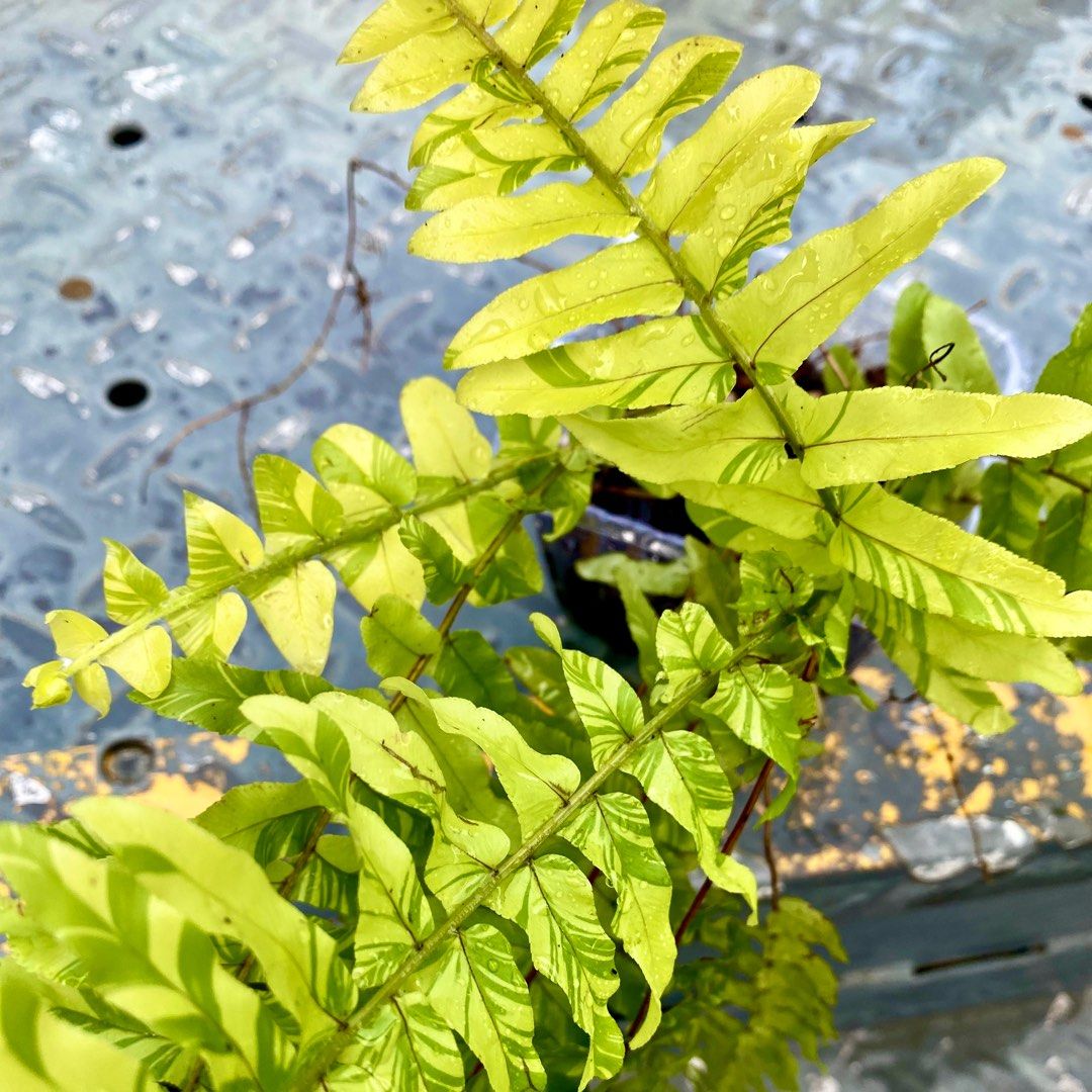 Variegated Boston/Tiger Fern (nephrolepis exaltata), Furniture & Home ...