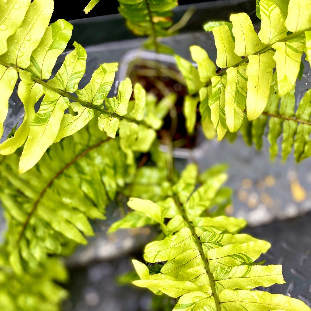 Variegated Boston/Tiger Fern (nephrolepis exaltata), Furniture & Home ...
