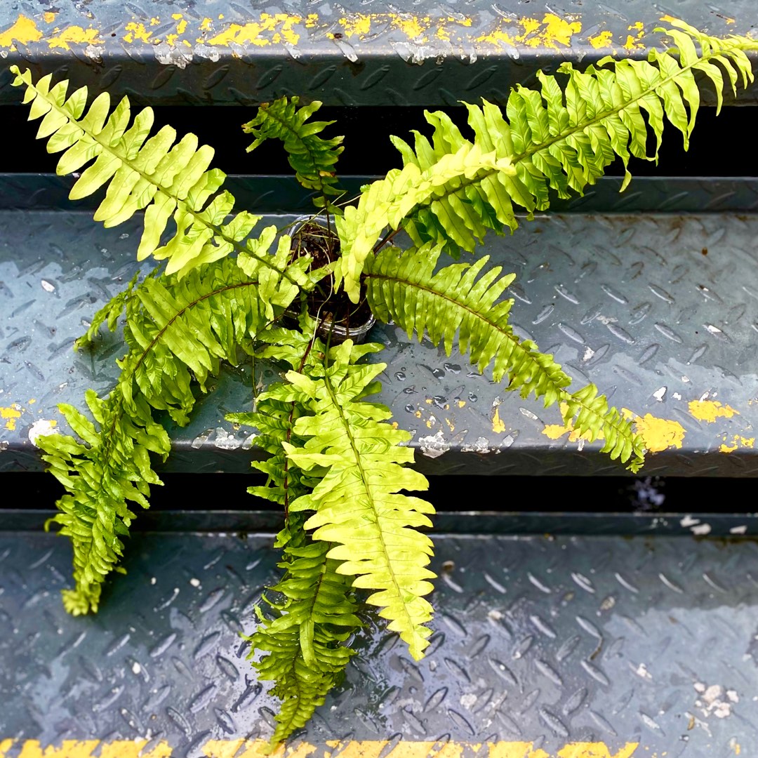Variegated Boston/Tiger Fern (nephrolepis exaltata), Furniture & Home ...