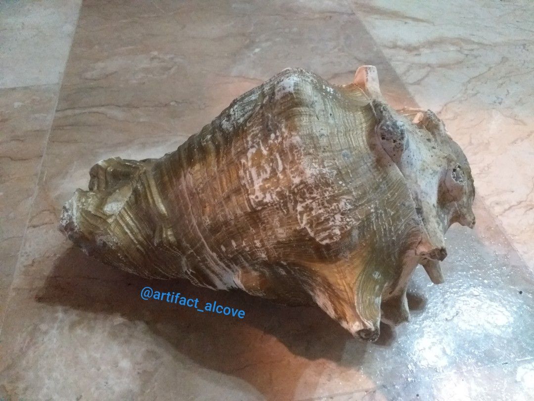 1.6kg Conch Queen Shell Aliger Gigas Sea Snail Aquarium Garden ...