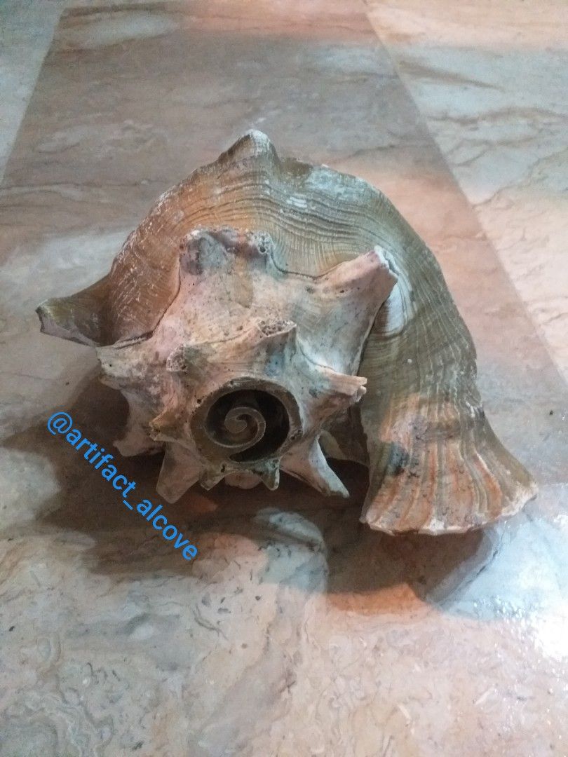 1.6kg Conch Queen Shell Aliger Gigas Sea Snail Aquarium Garden ...