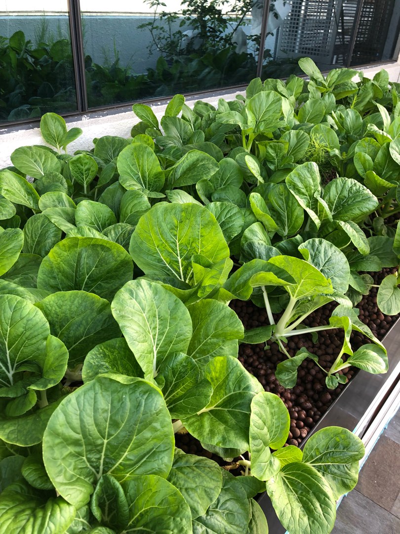 Aquaponics food production system mini commercial size, Pet Supplies ...