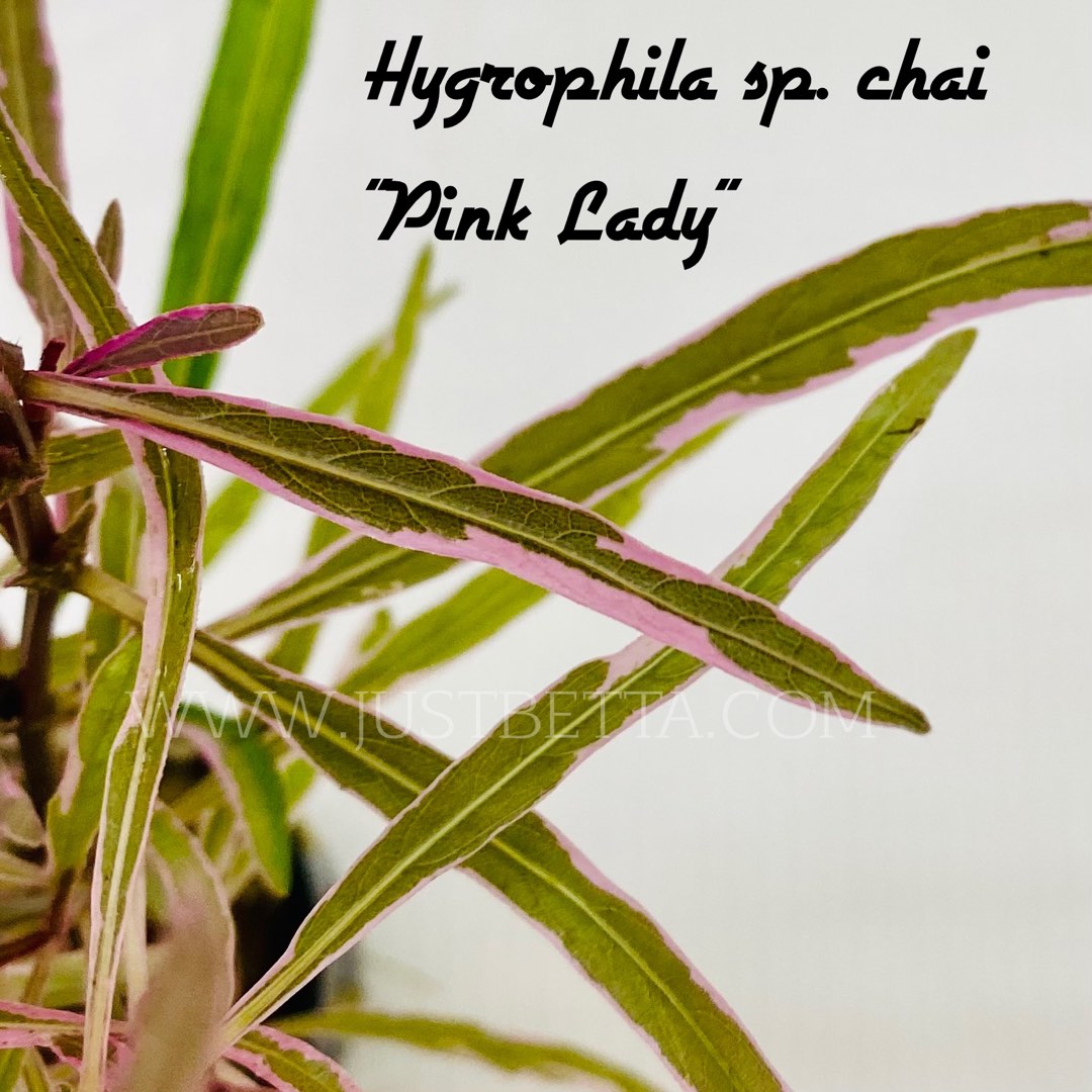 Hygrophila sp. chai (Pink Lady), Furniture & Home Living, Gardening ...