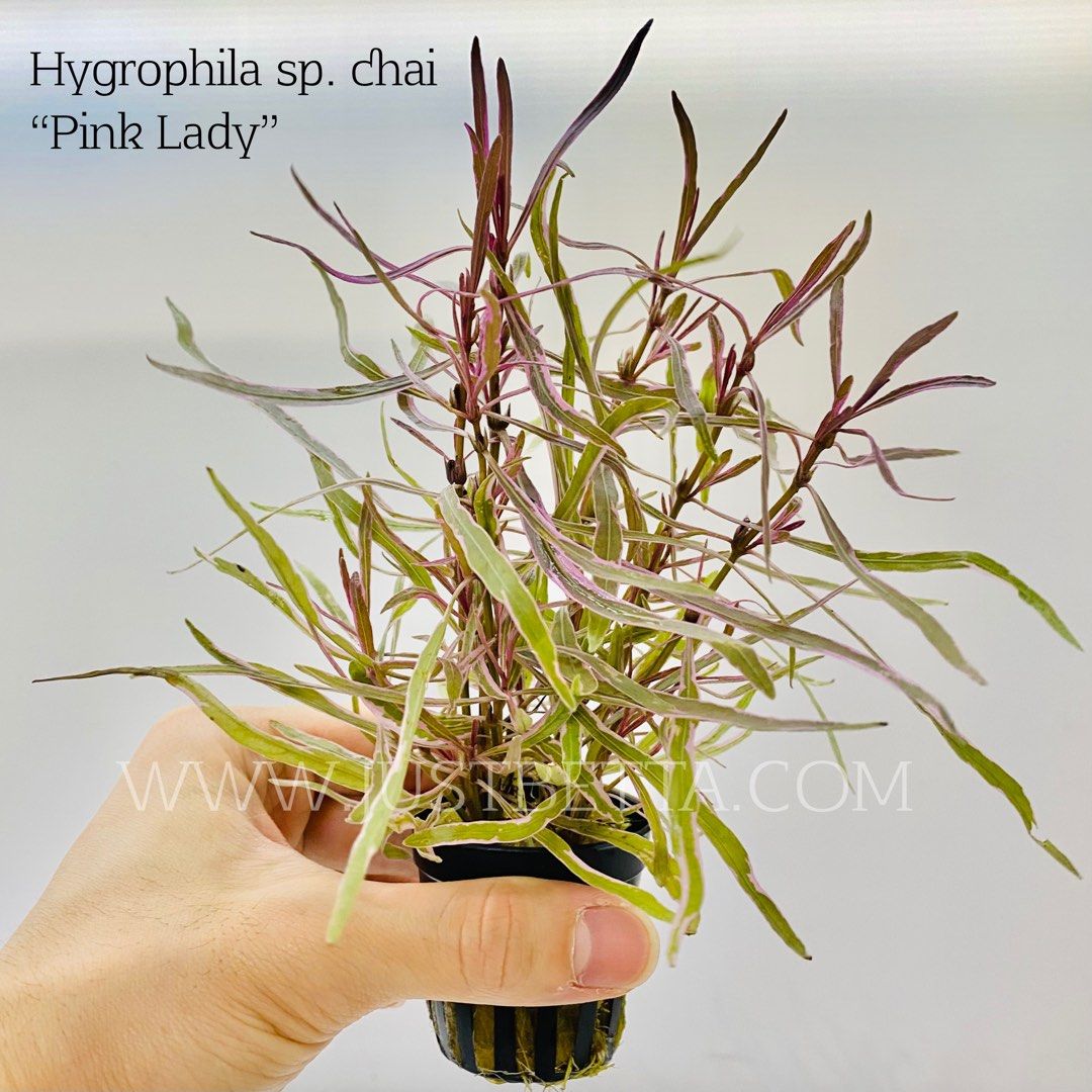 Hygrophila sp. chai (Pink Lady), Furniture & Home Living, Gardening ...