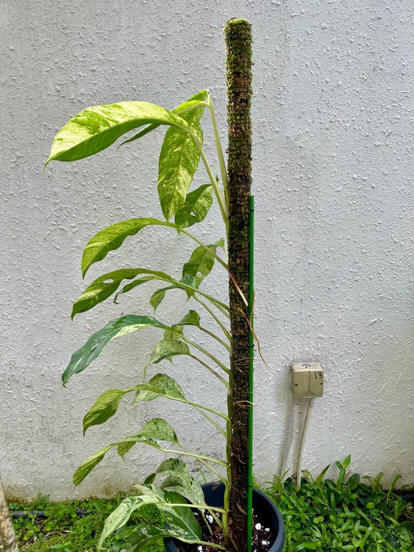 Moss Pole (Living Forest Moss), Furniture & Home Living, Gardening ...