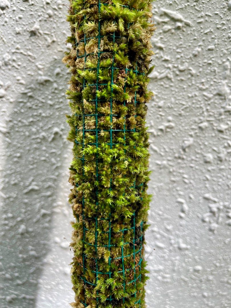 Moss Pole (Living Forest Moss), Furniture & Home Living, Gardening ...
