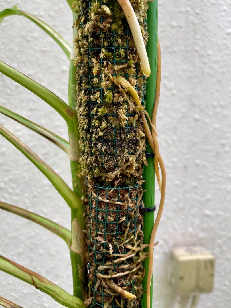 Moss Pole (Living Forest Moss), Furniture & Home Living, Gardening ...