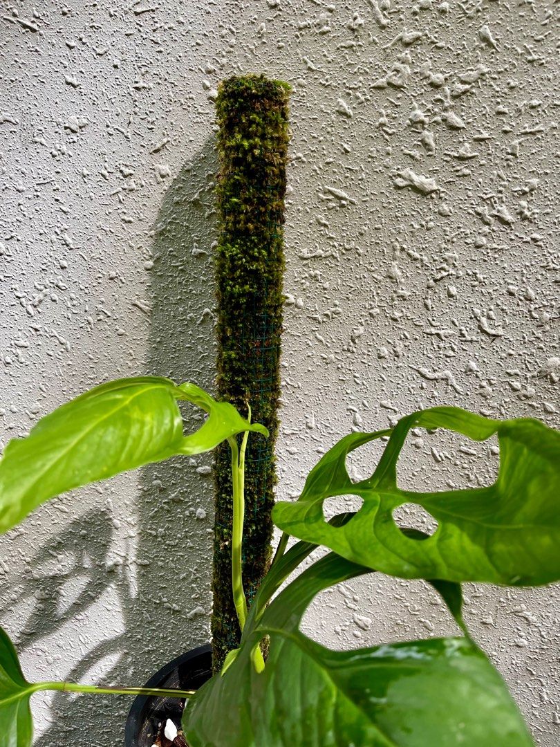 Moss Pole (Living Forest Moss), Furniture & Home Living, Gardening ...