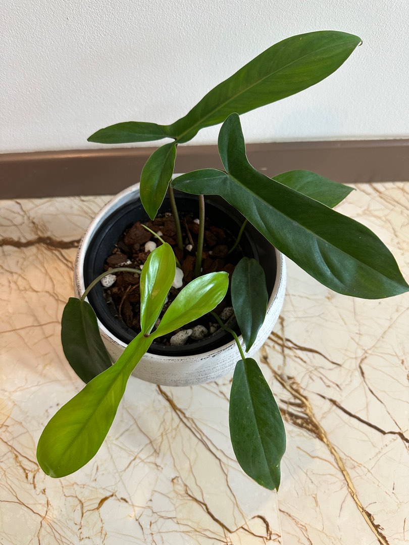 Philodendron 69686, Furniture & Home Living, Gardening, Plants & Seeds ...