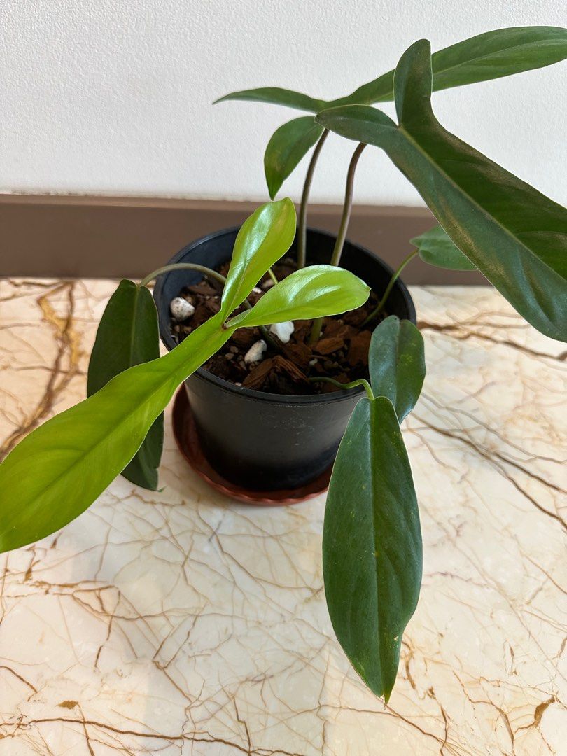 Philodendron 69686, Furniture & Home Living, Gardening, Plants & Seeds ...