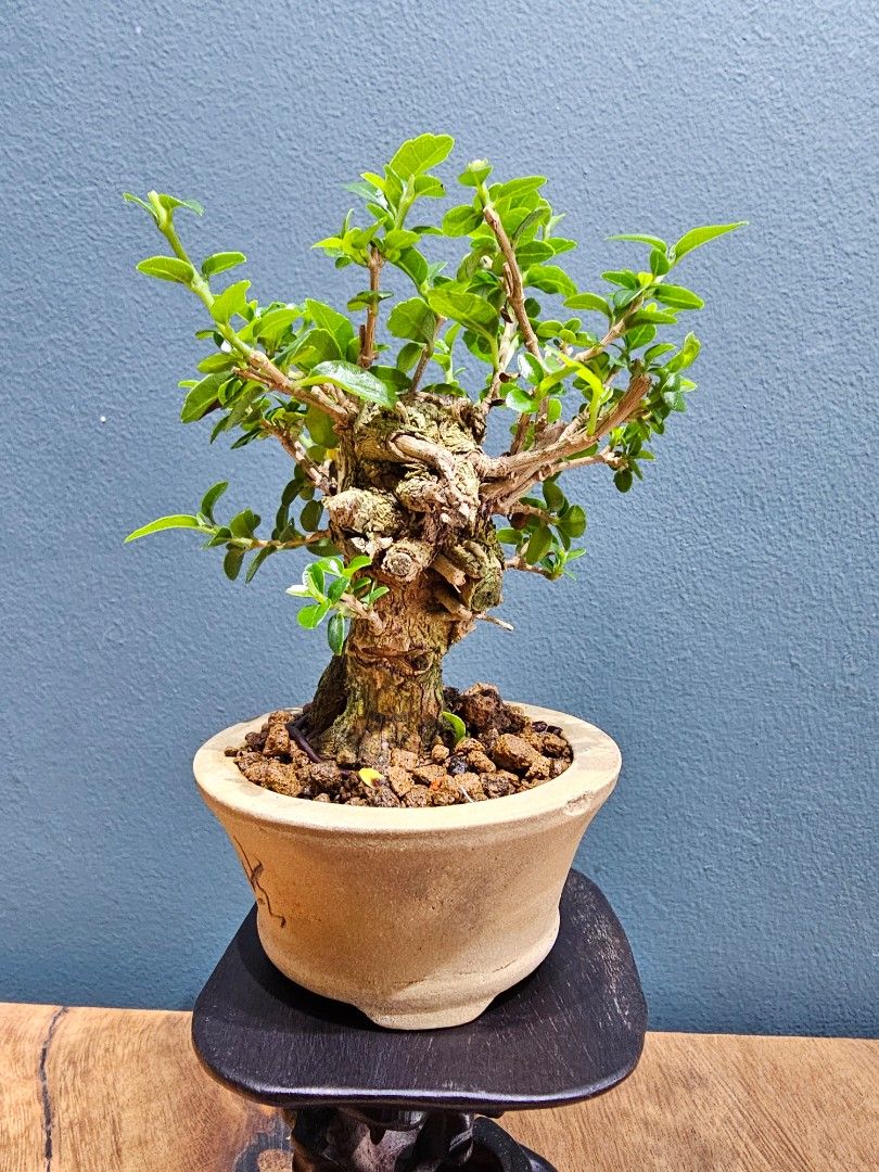Premna Microphylla Small Leaves Mamae Bonsai, Furniture & Home Living ...