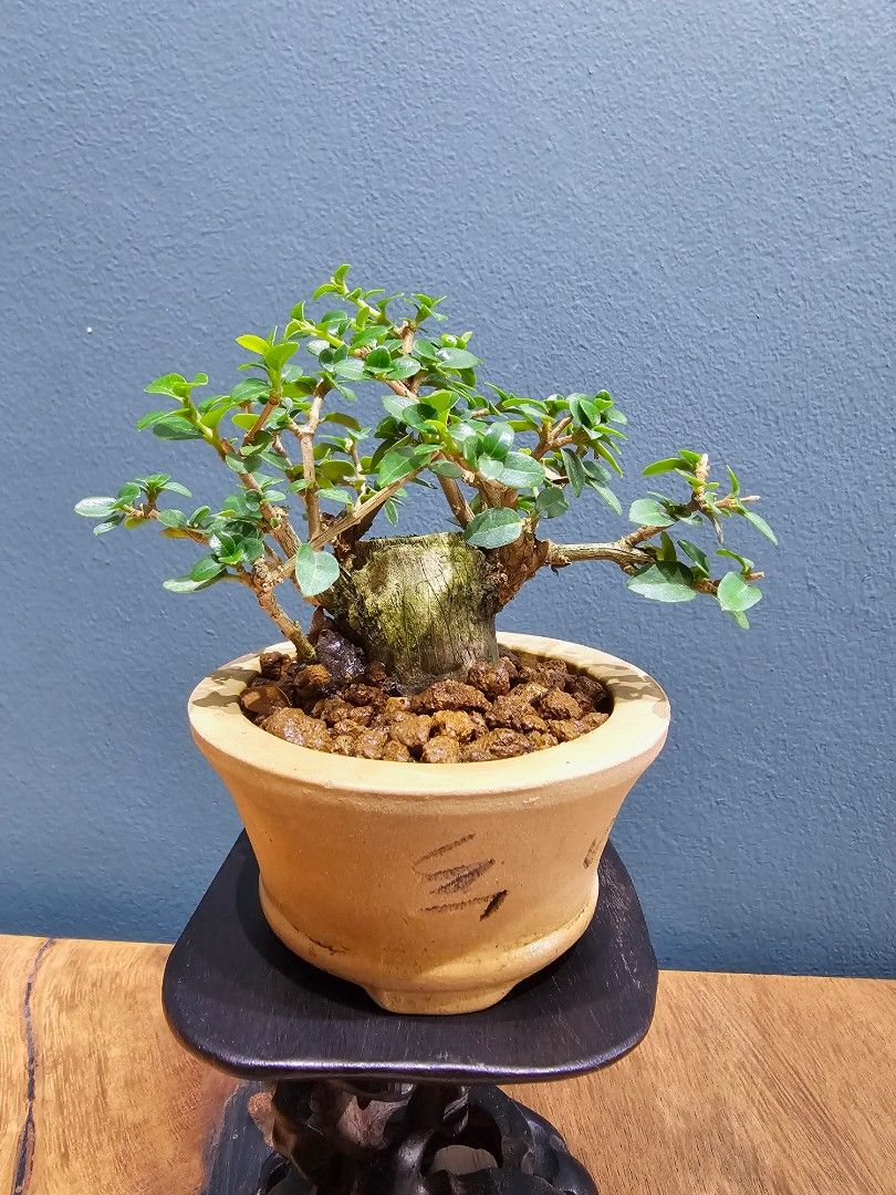 Premna Microphylla Small Leaves Mamae Bonsai, Furniture & Home Living ...