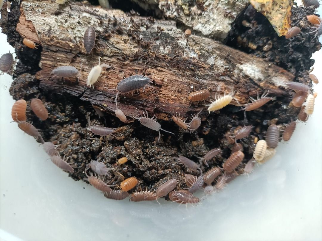 100++ Isopods $10 (Container 1), Pet Supplies, Pet Food on Carousell