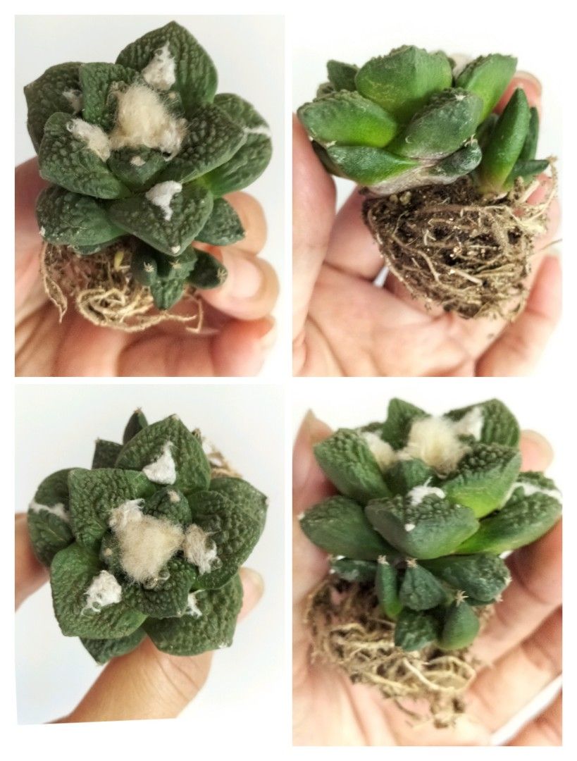 1) Grafted Ariocarpus Godzilla Maruibo variegated, 2) Ariocarpus ...