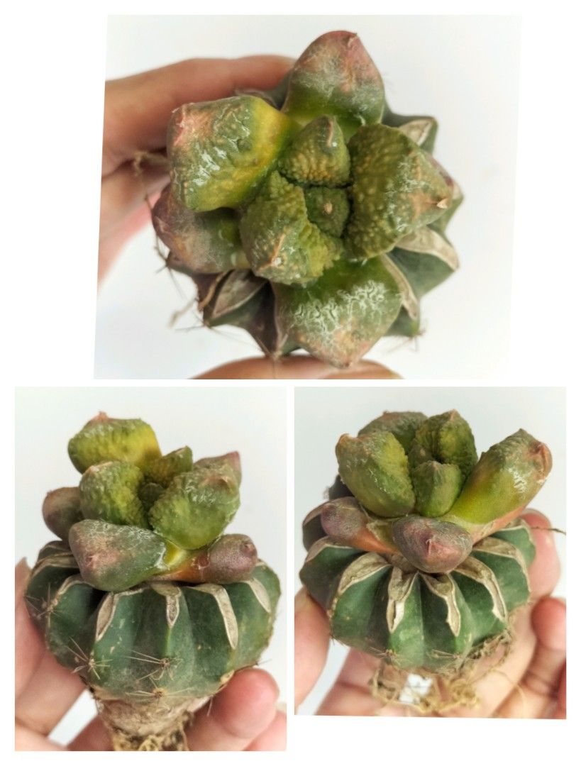 1) Grafted Ariocarpus Godzilla Maruibo variegated, 2) Ariocarpus ...