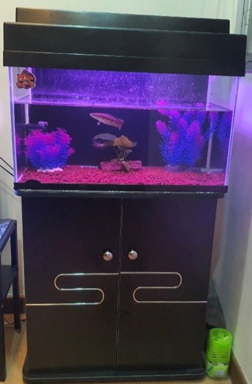 2 Feet Fish Tank, Pet Supplies, Homes & Other Pet Accessories on Carousell