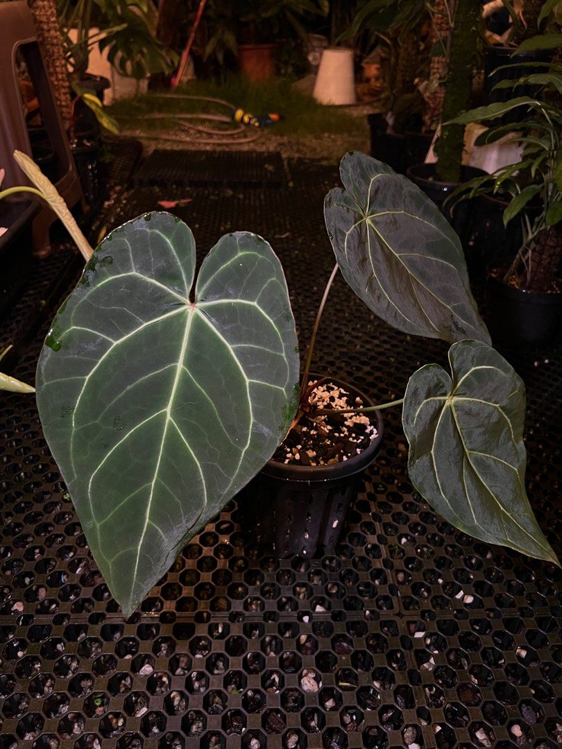 Anthurium magnificum hybrid, Furniture & Home Living, Gardening, Plants ...