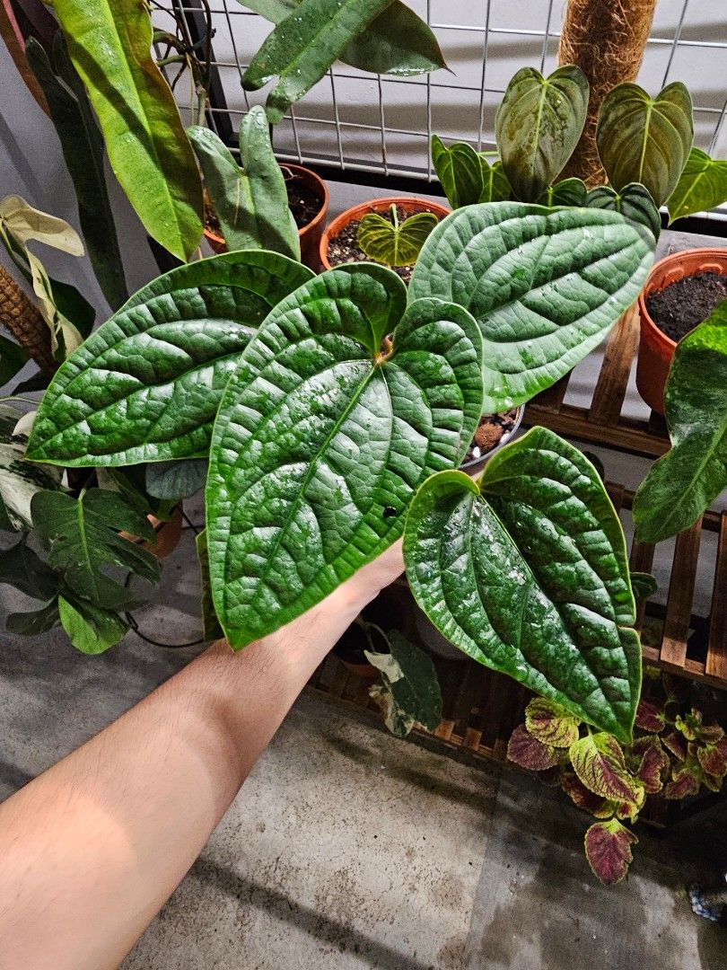 Anthurium Radicans X Luxrians, Furniture & Home Living, Gardening ...