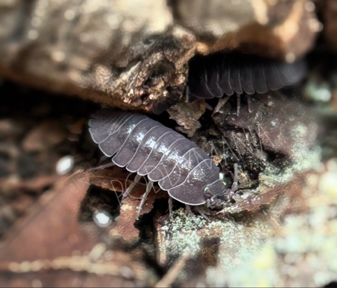 Armadillidium palasii frontirostre “Croatian Giant” isopod, Pet ...
