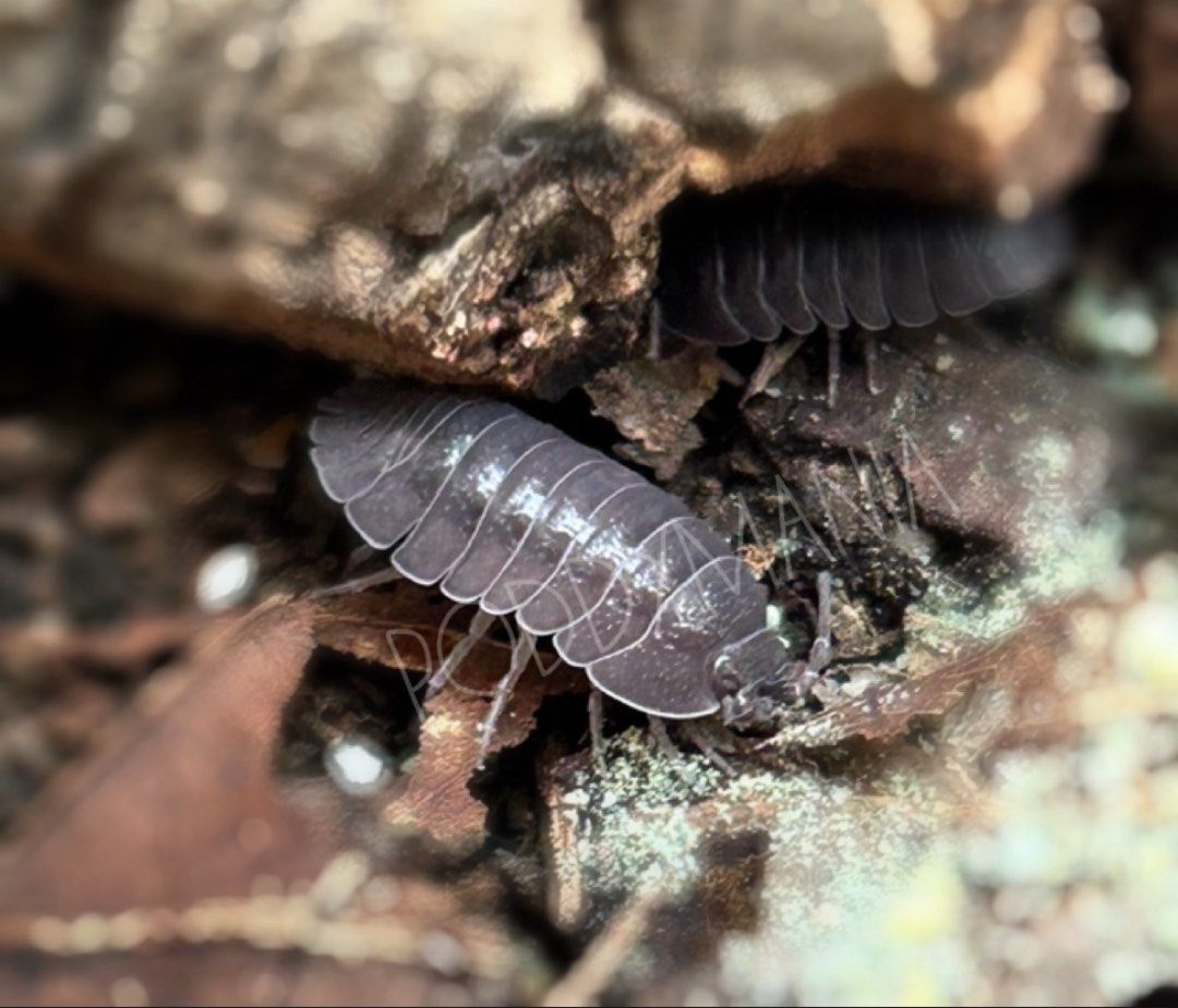 Armadillidium palasii frontirostre “Croatian Giant” isopod, Pet ...