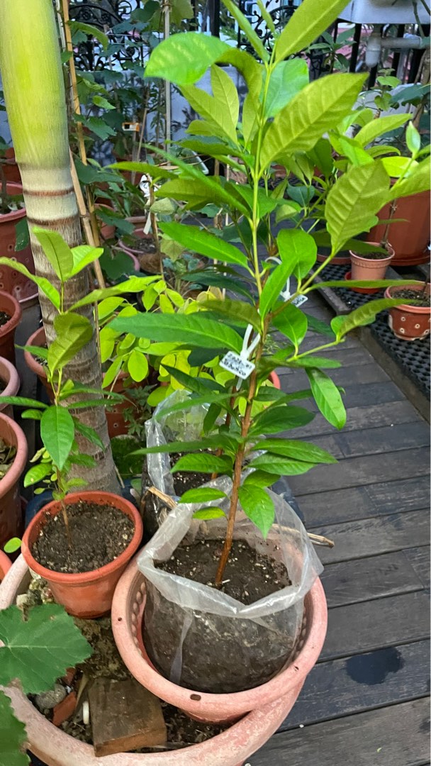 Brazilian Grape Tree Jaboticaba, Furniture & Home Living, Gardening ...