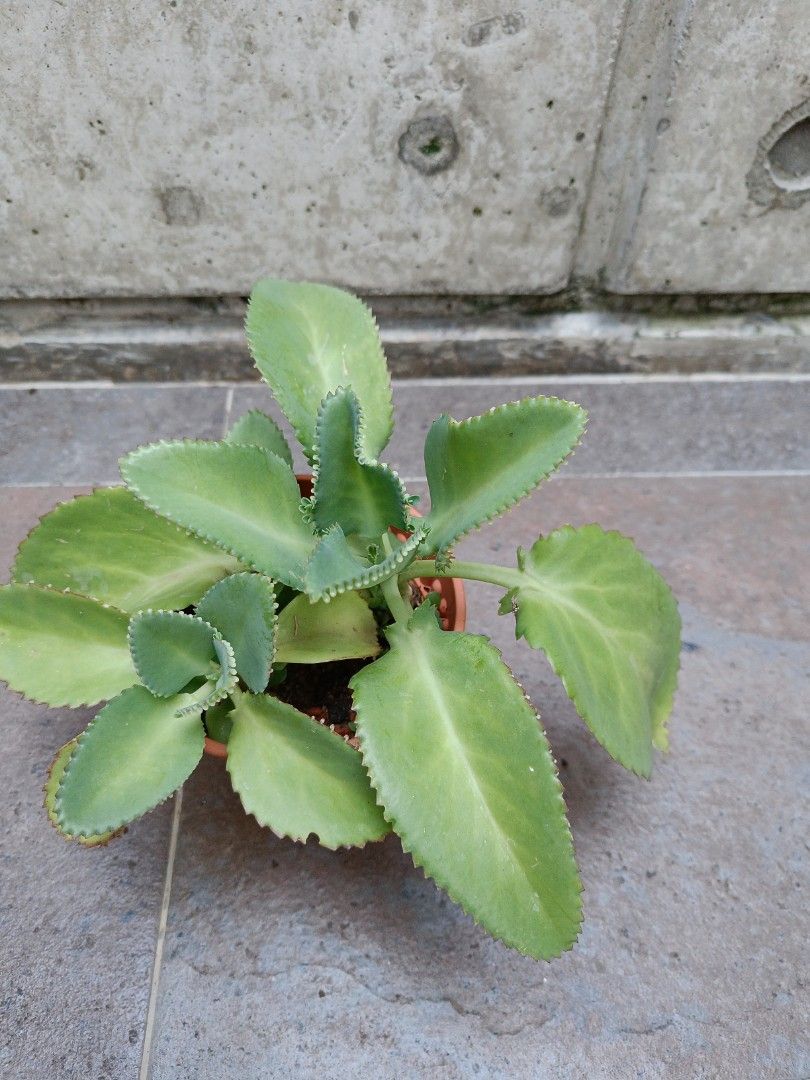 Plant (collect from Kovan), Furniture & Home Living, Gardening, Plants ...