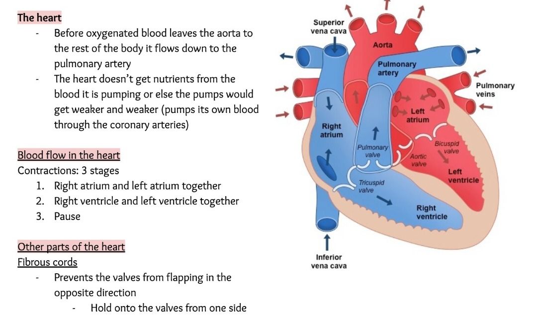SEC 2 SCIENCE NOTES | RGS, Hobbies & Toys, Books & Magazines, Textbooks ...