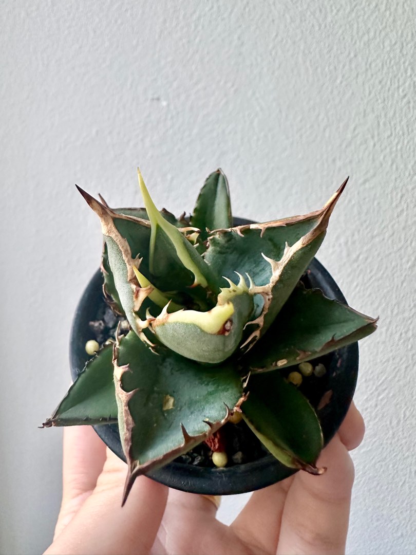 小岛白刺龙舌兰 Agave Titanota, Furniture & Home Living, Gardening, Plants ...