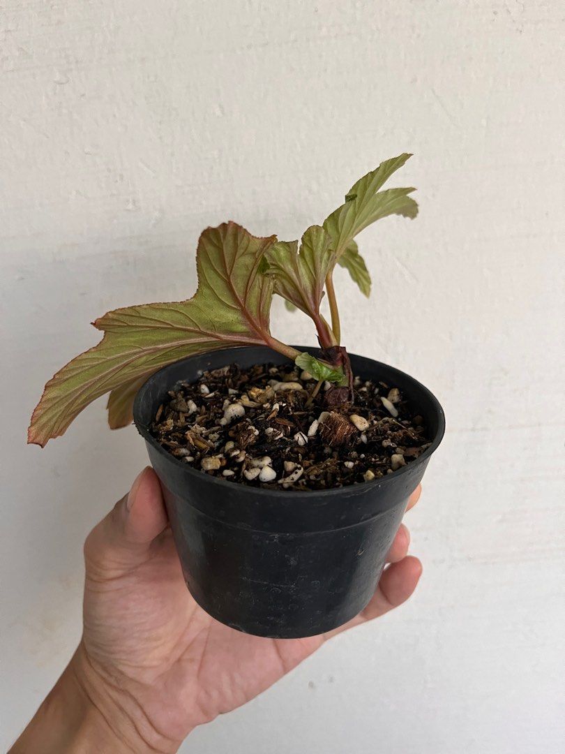 Begonia Aconitifolia, Furniture & Home Living, Gardening, Plants ...