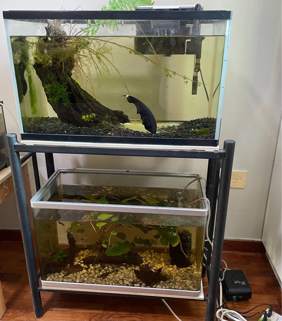 Fish Tanks with Guppies, Bettas & Black Ghost Knife Fish (Double Decker ...