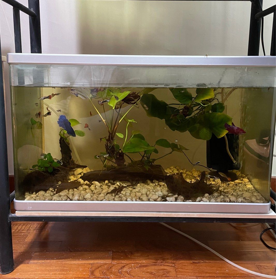 Fish Tanks with Guppies, Bettas & Black Ghost Knife Fish (Double Decker ...