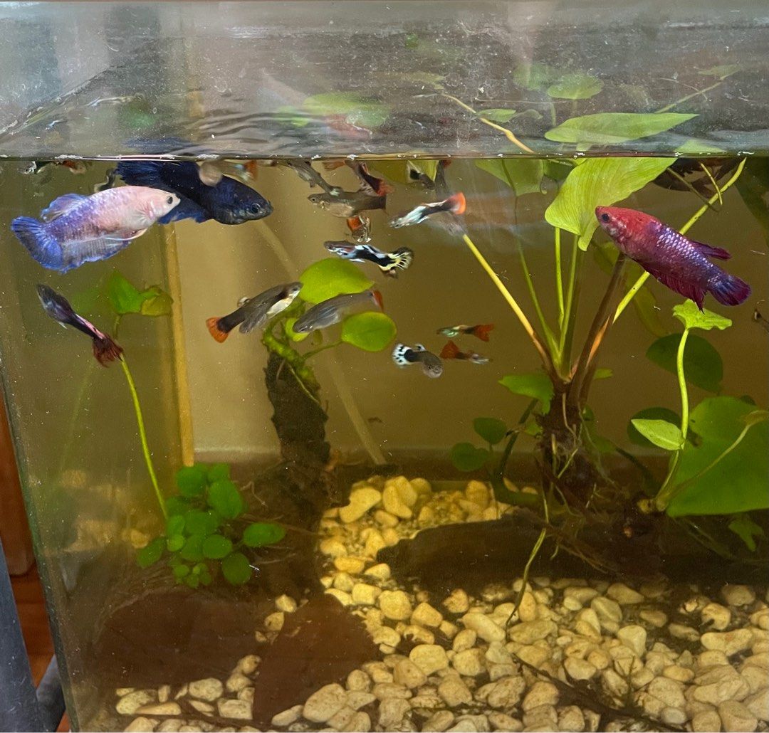 Fish Tanks with Guppies, Bettas & Black Ghost Knife Fish (Double Decker ...