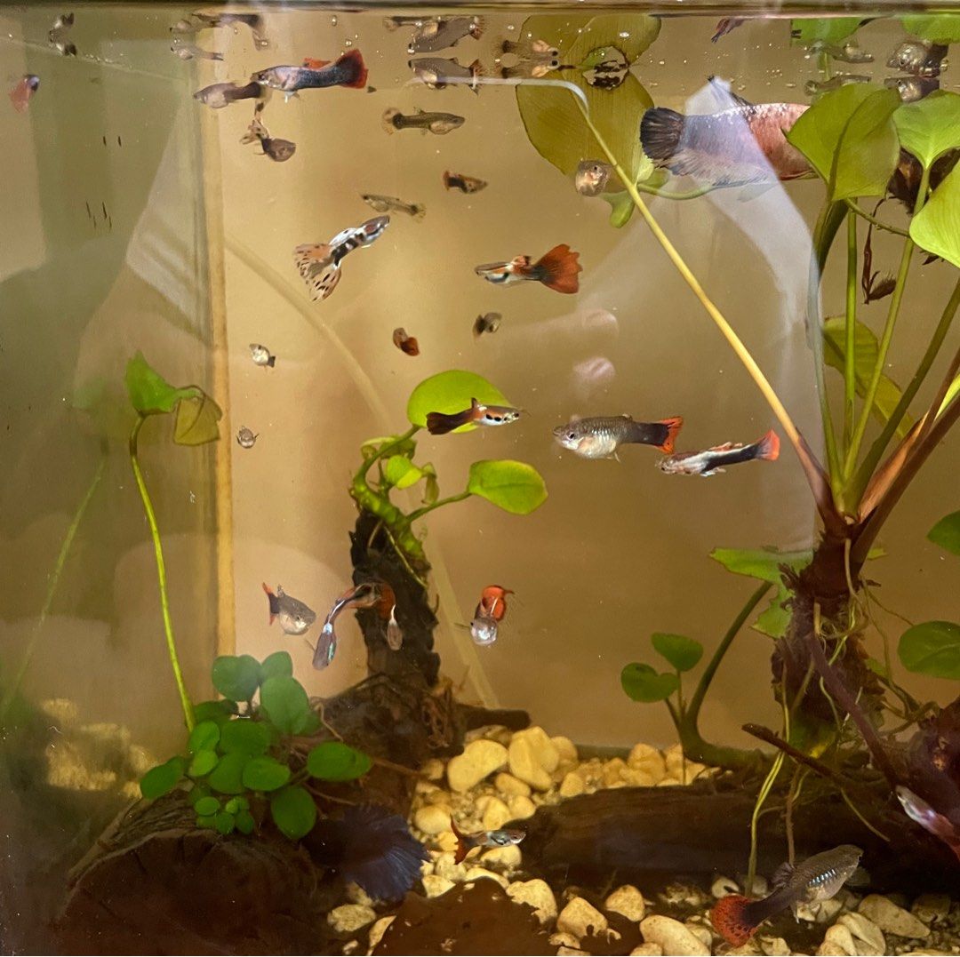 Fish Tanks with Guppies, Bettas & Black Ghost Knife Fish (Double Decker ...