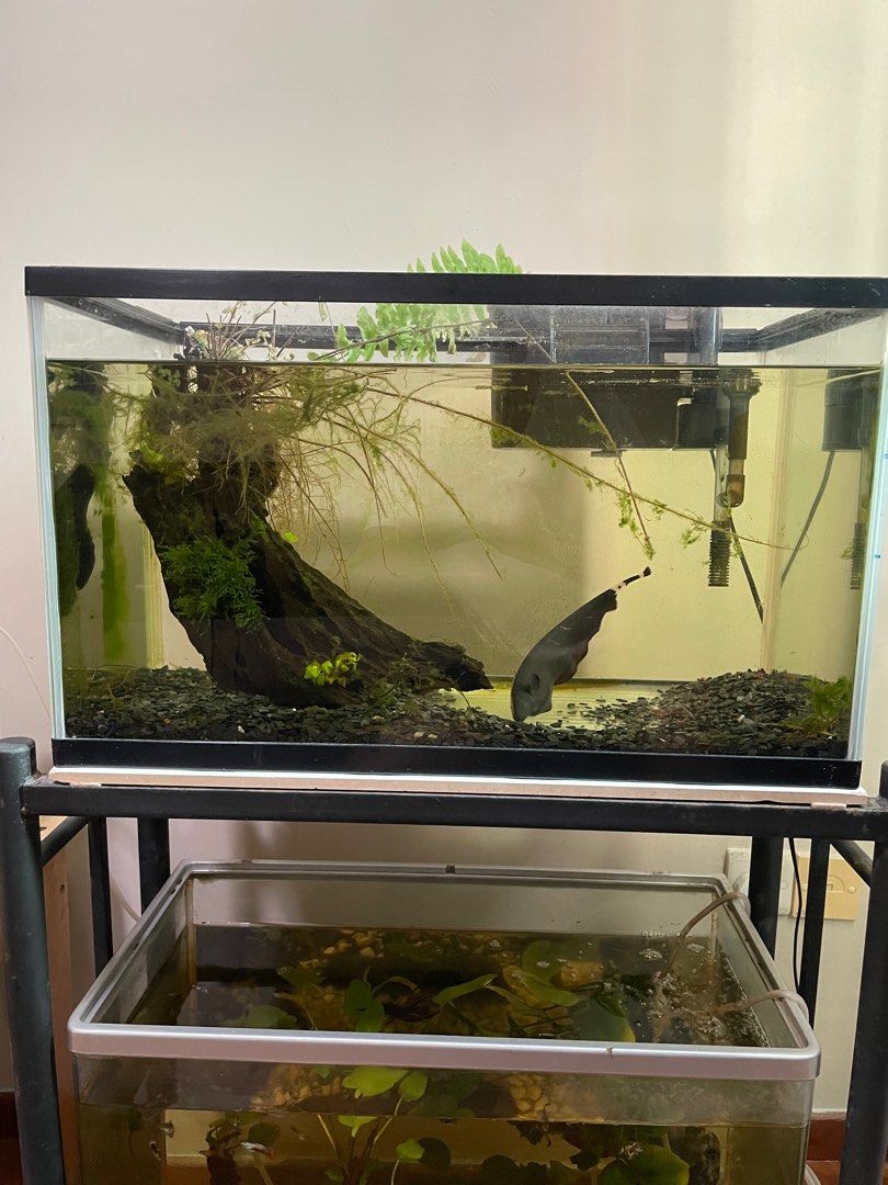 Fish Tanks with Guppies, Bettas & Black Ghost Knife Fish (Double Decker ...