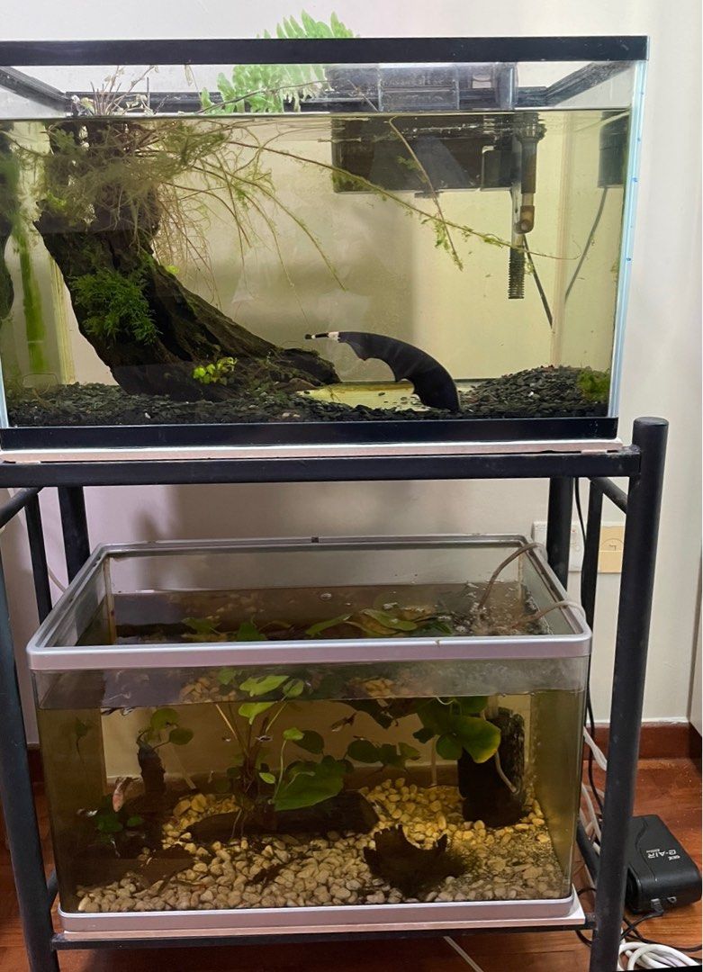 Fish Tanks with Guppies, Bettas & Black Ghost Knife Fish (Double Decker ...