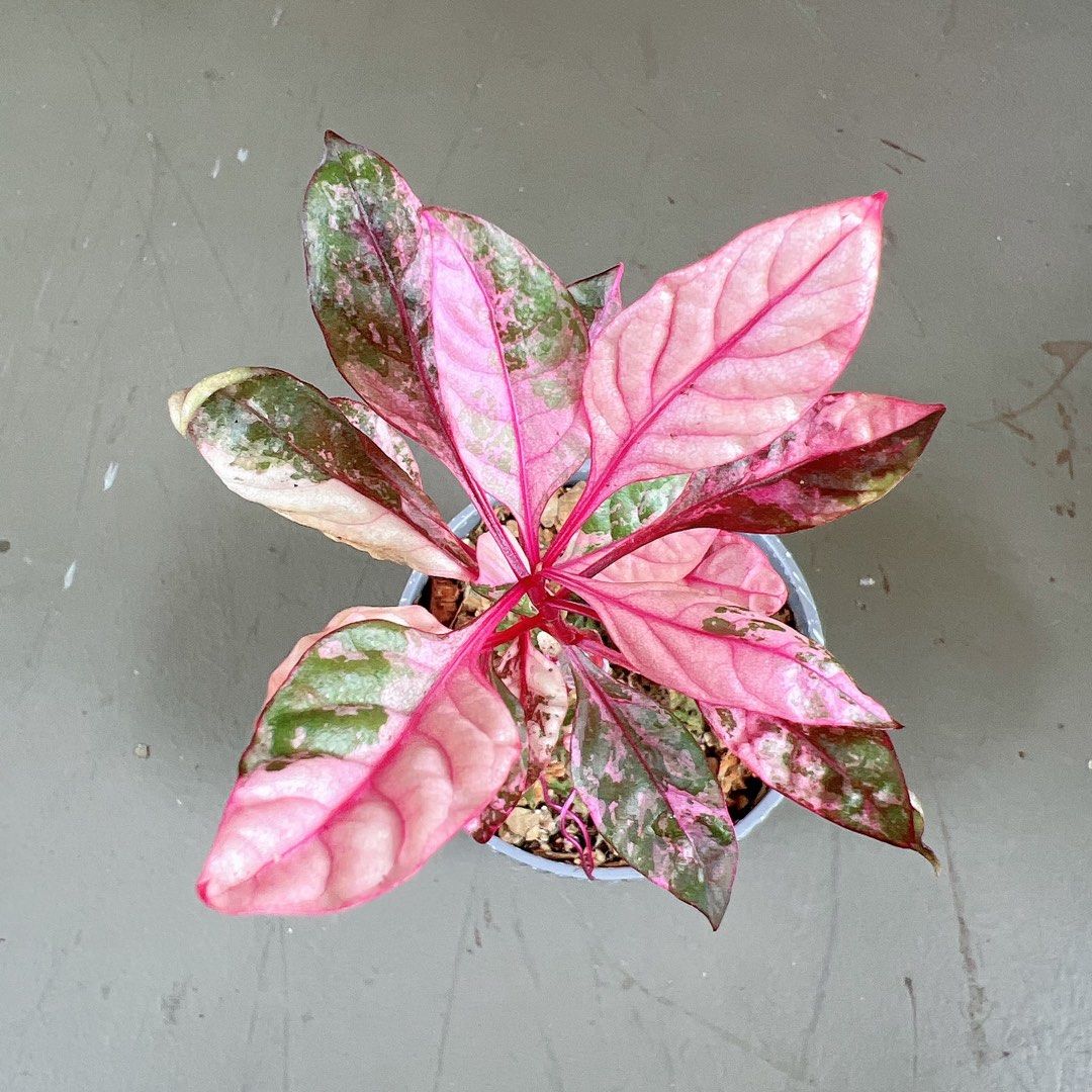 Pink variegated plant: little ruby pink variegated , Furniture & Home ...