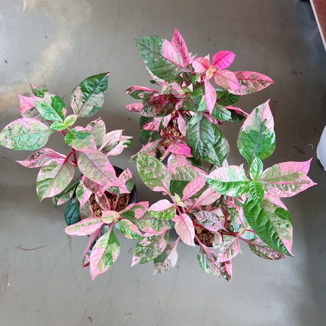 Pink variegated plant: little ruby pink variegated , Furniture & Home ...
