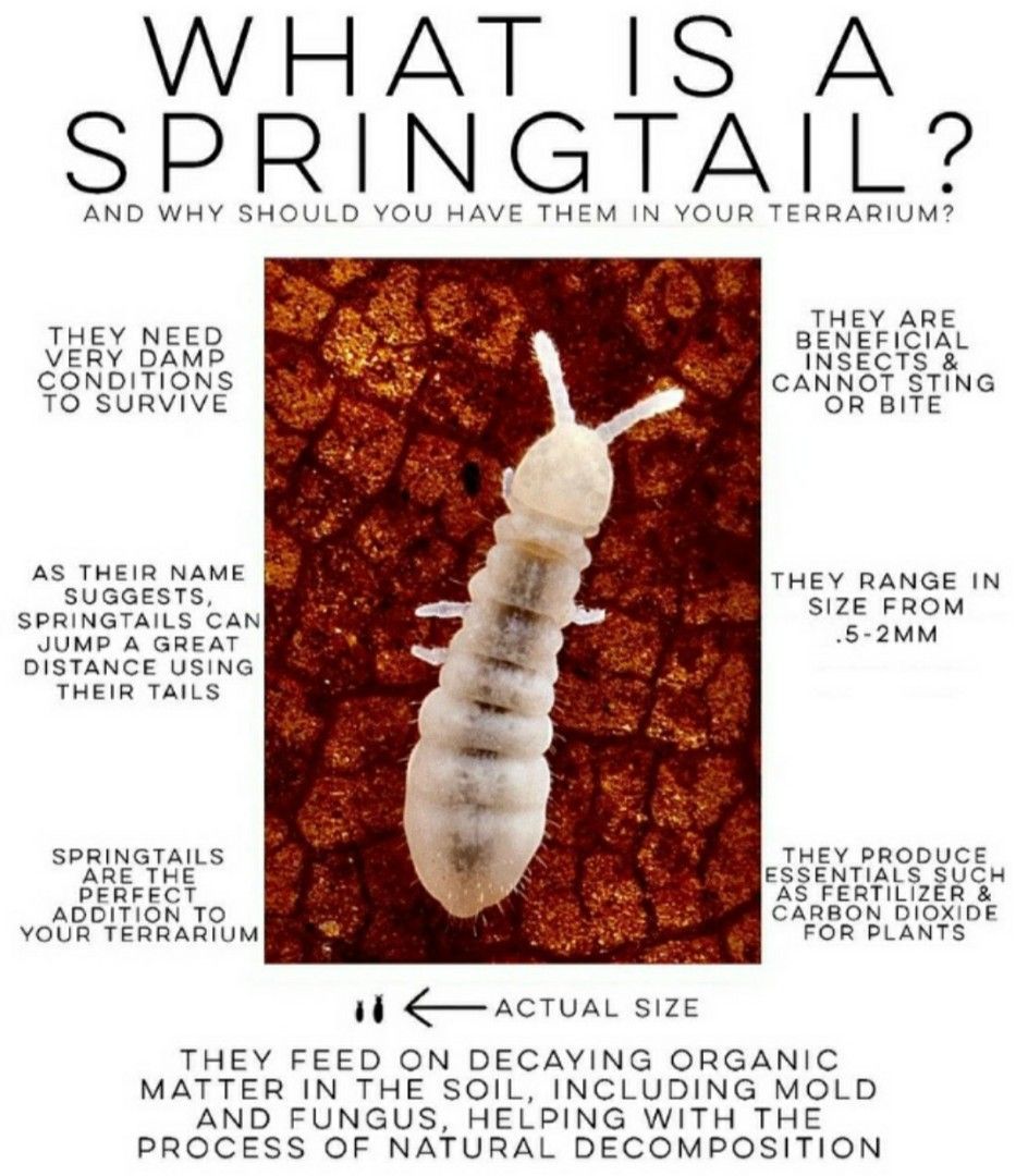 Springtails for successful terarrium, Furniture & Home Living ...